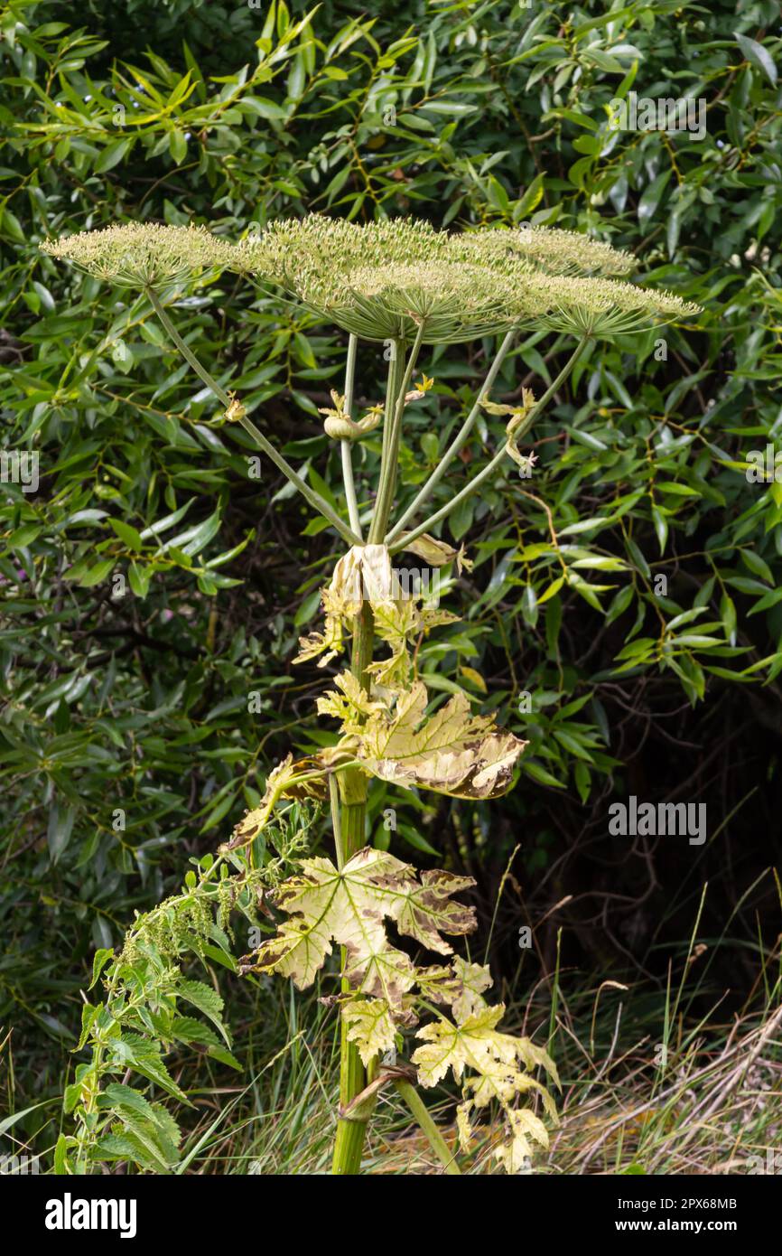Heracleum sosnovskyi big poison plant blooming. Medicinal plant Common ...