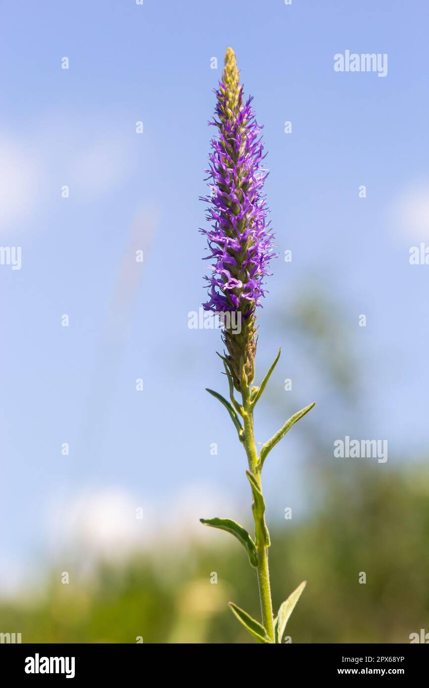 Spiked speedwell Blue Dwarf - Latin name - Veronica spicata Ulster Blue ...