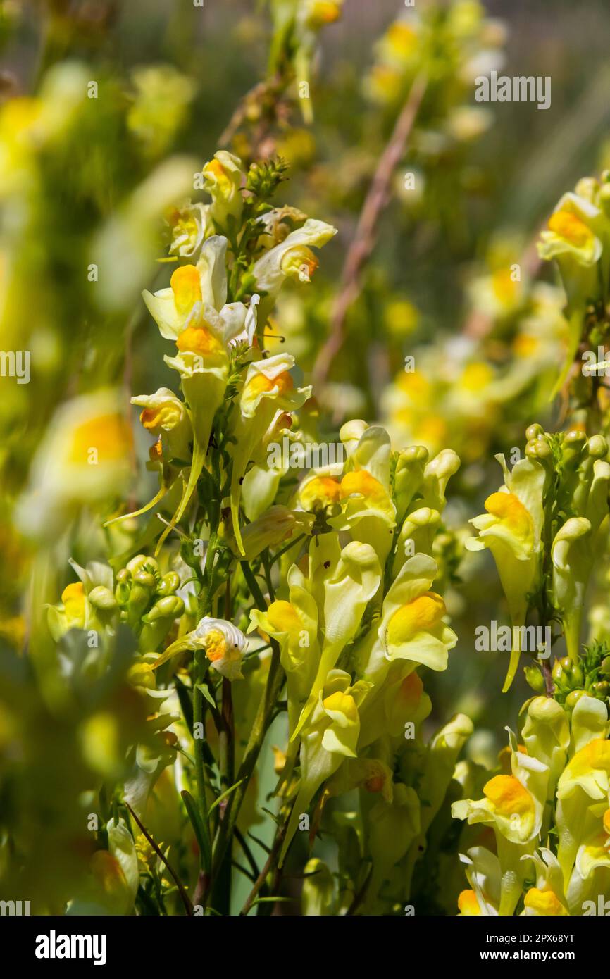Linaria vulgaris, names are common toadflax, yellow toadflax, or butter ...