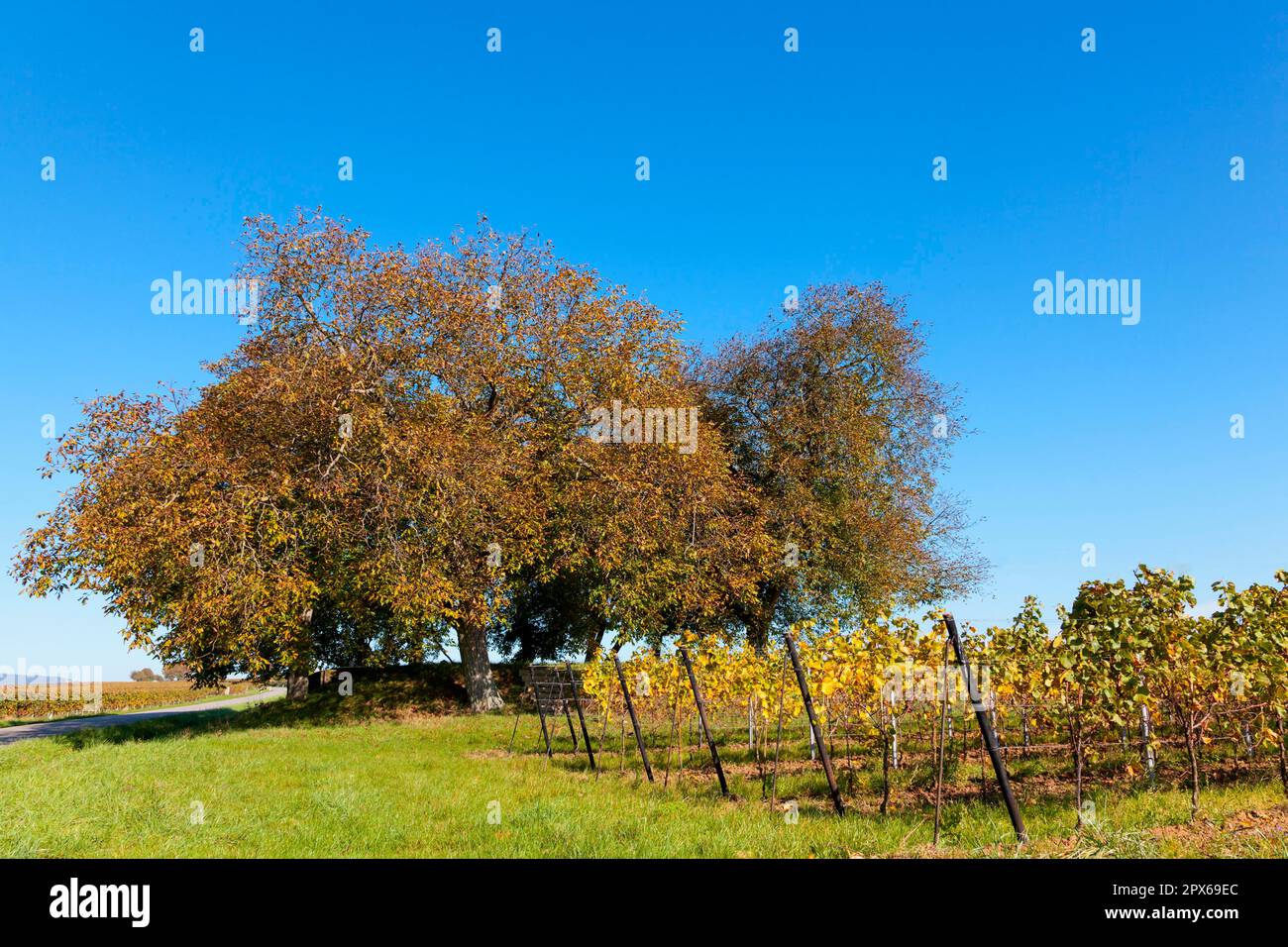 Old walnut trees hi-res stock photography and images - Alamy
