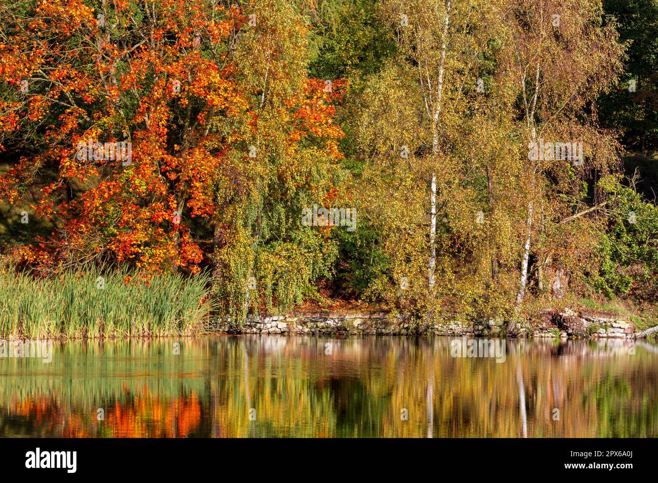 Autumn Colours Maple Stock Photo - Alamy
