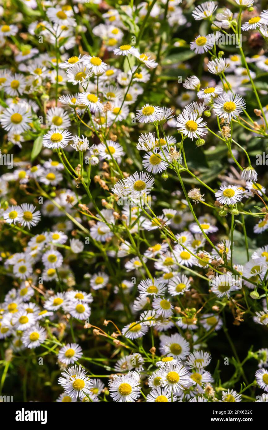 erigeron annuus in summer , annual fleabane , daisy fleabane Stock ...