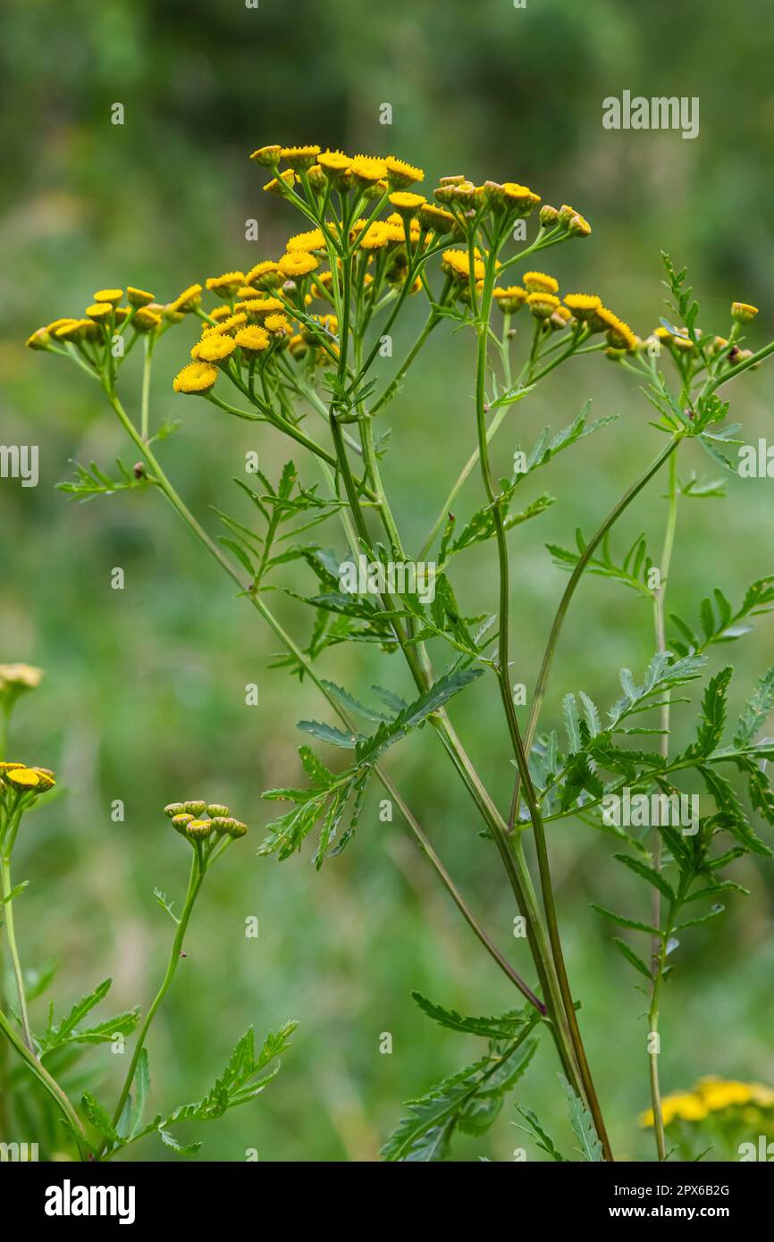 Tansy flowers Tanacetum vulgare Genus of perennial herbaceous plants ...
