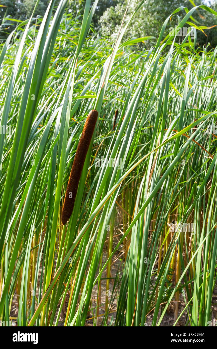 Typha angustifolia. Close up of cattail, water plant Stock Photo - Alamy