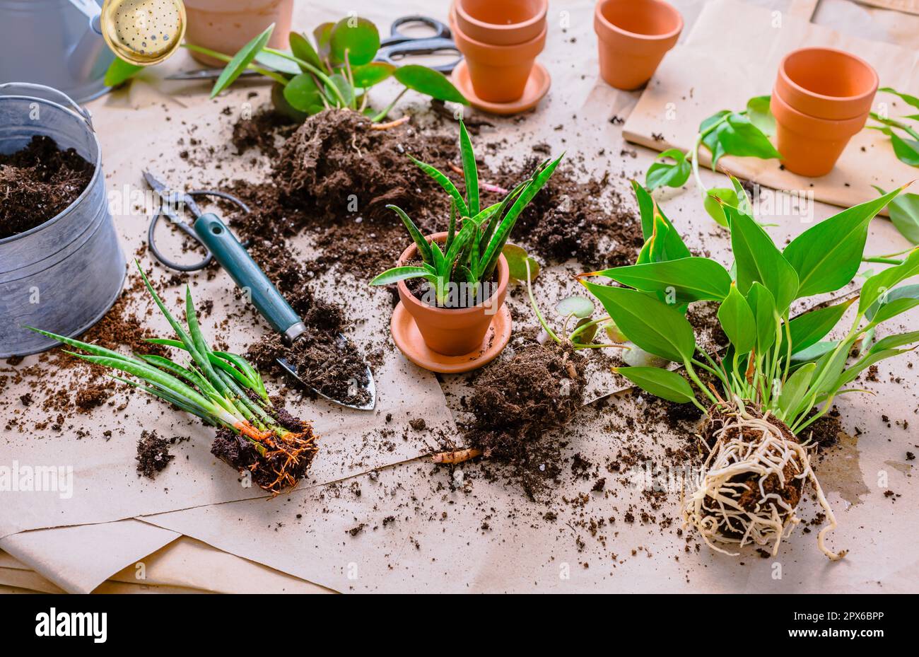Transplanting plant a into a new pot, replanting of houseplants ...
