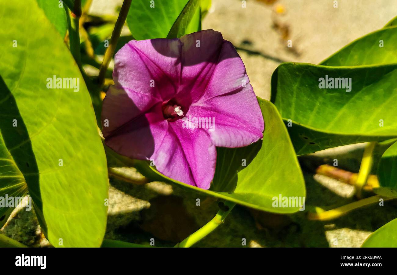 Beautiful pink violet purple morning glory or Goat's foot Ipomoea pes ...