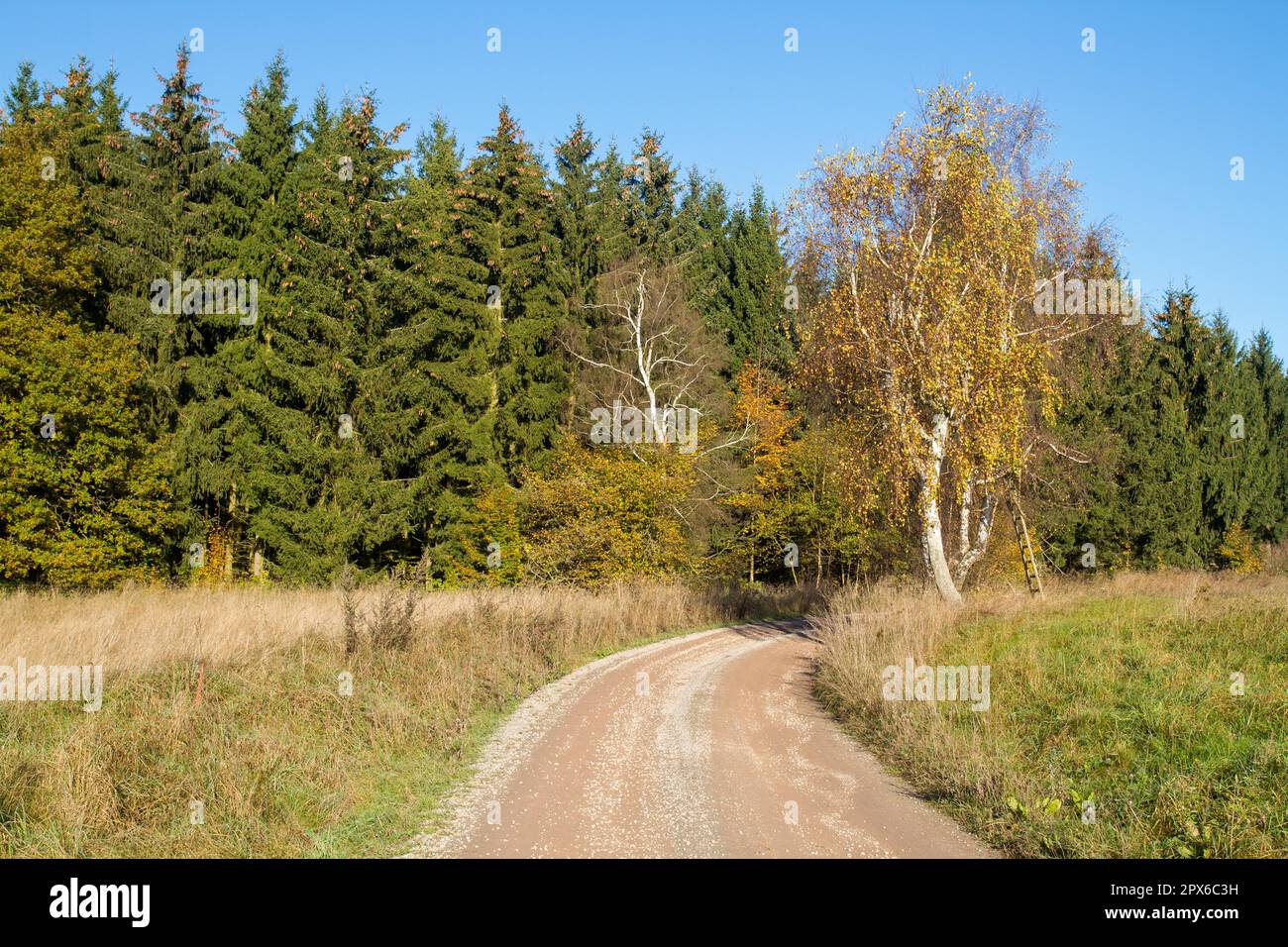 Forest glade path track hi-res stock photography and images - Alamy