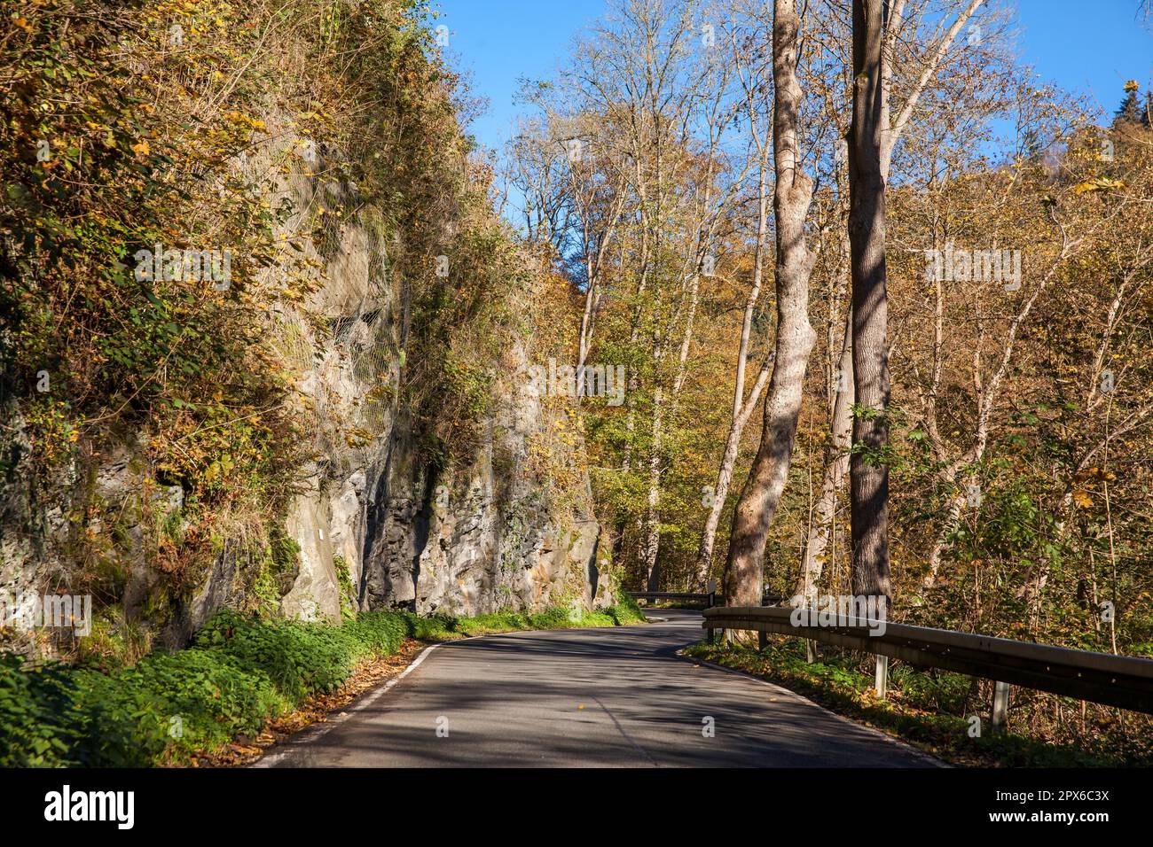 Narrow forest country road hi-res stock photography and images - Alamy