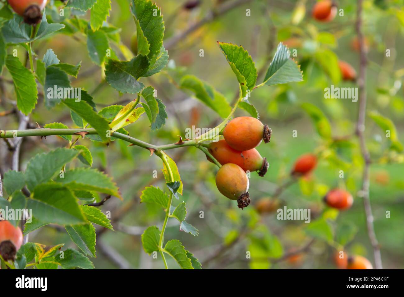 Rosa canina is a perennial plant of the rose family, a tall bush with ...