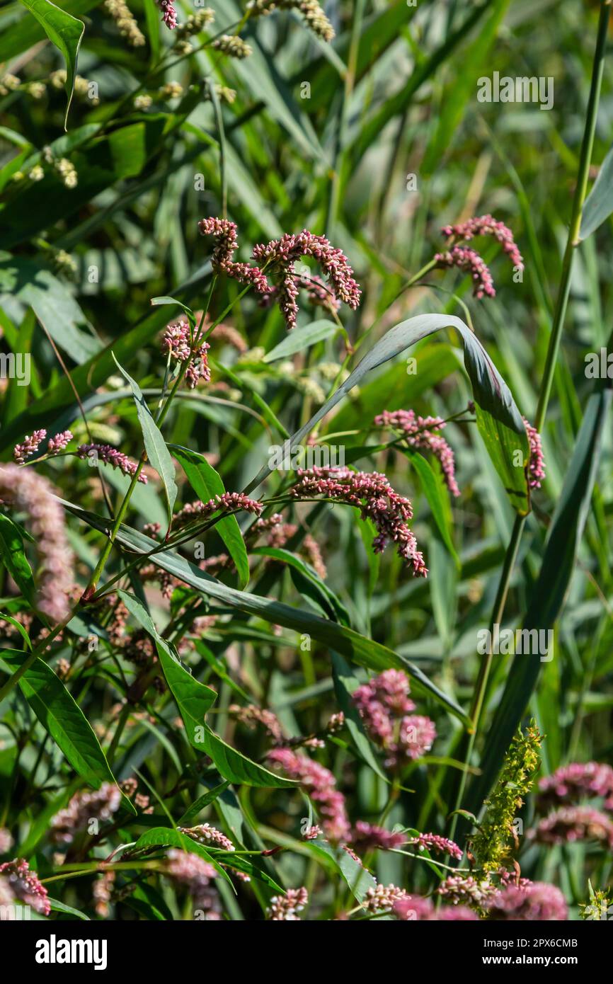Colorful Persicaria longiseta, a species of flowering plant in the ...