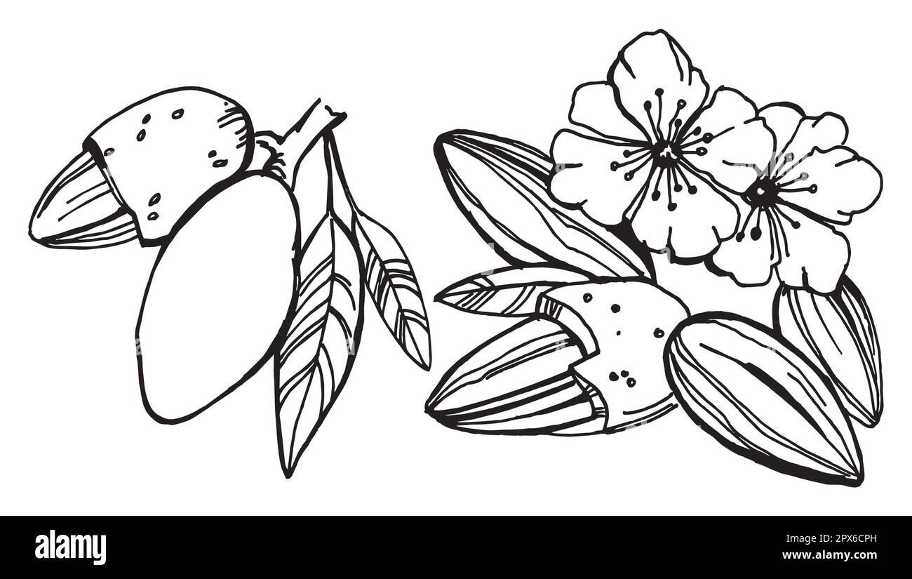 Hand drawn sketch style almond. Organic nut, vector doodle ...