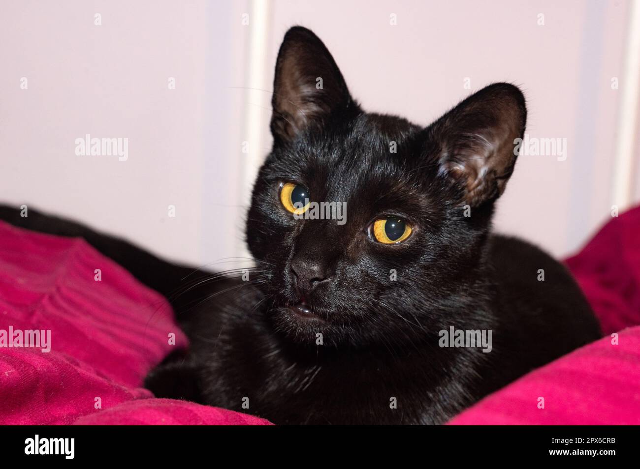 Head of a black cat facing forward Stock Photo - Alamy