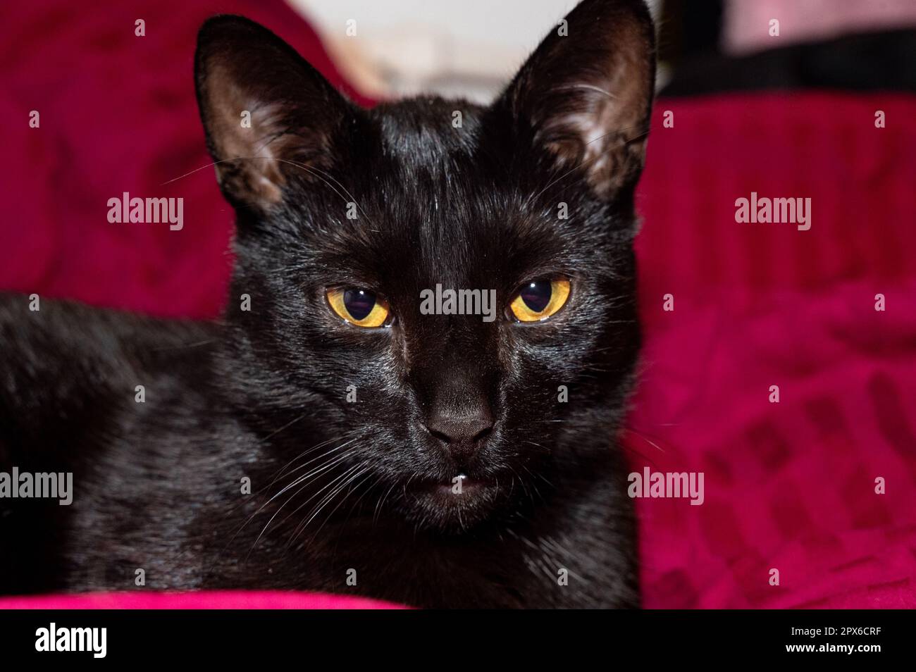 Head of a black cat facing forward Stock Photo - Alamy