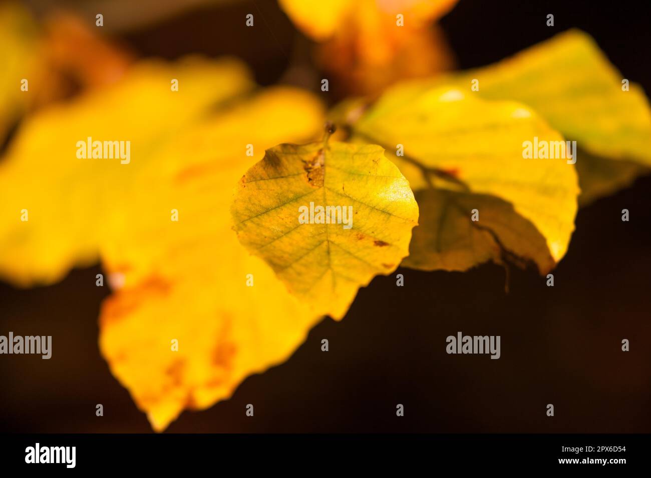 Autumn foliage Foliage Stock Photo - Alamy
