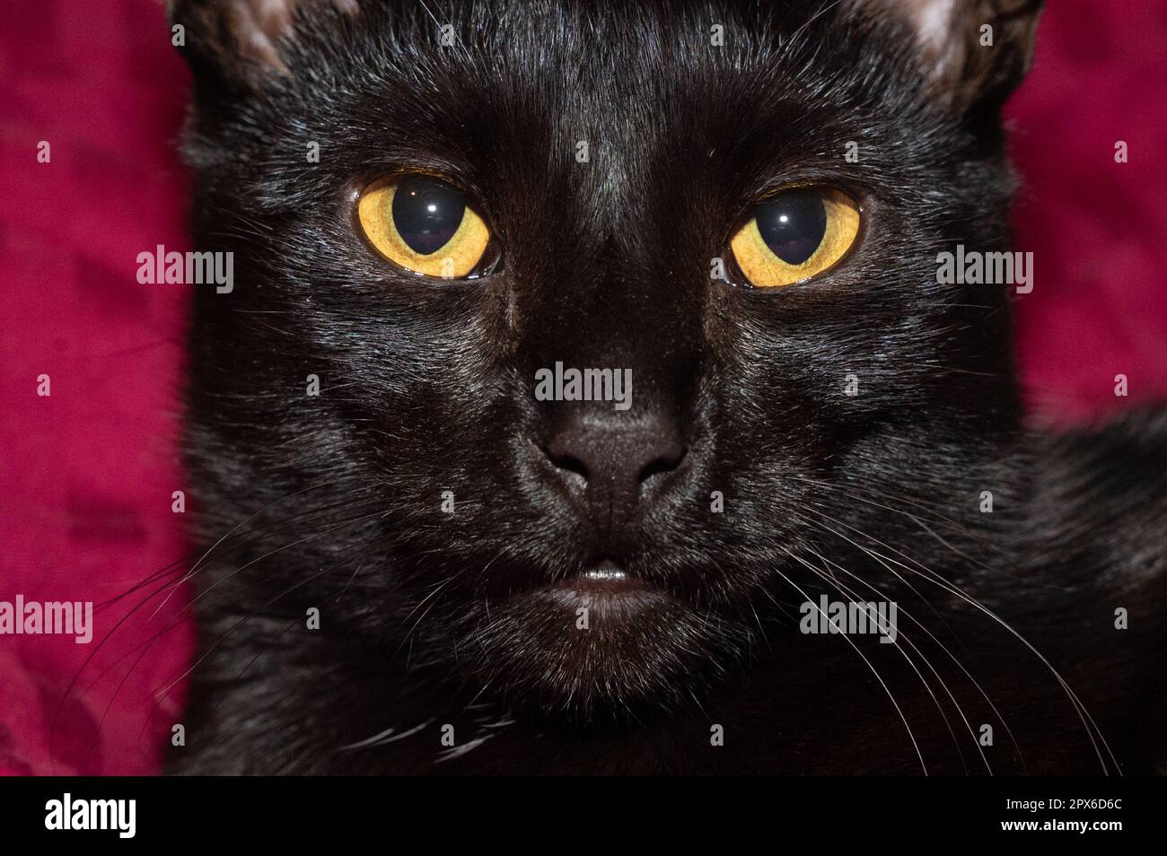 Head of a black cat facing forward Stock Photo - Alamy