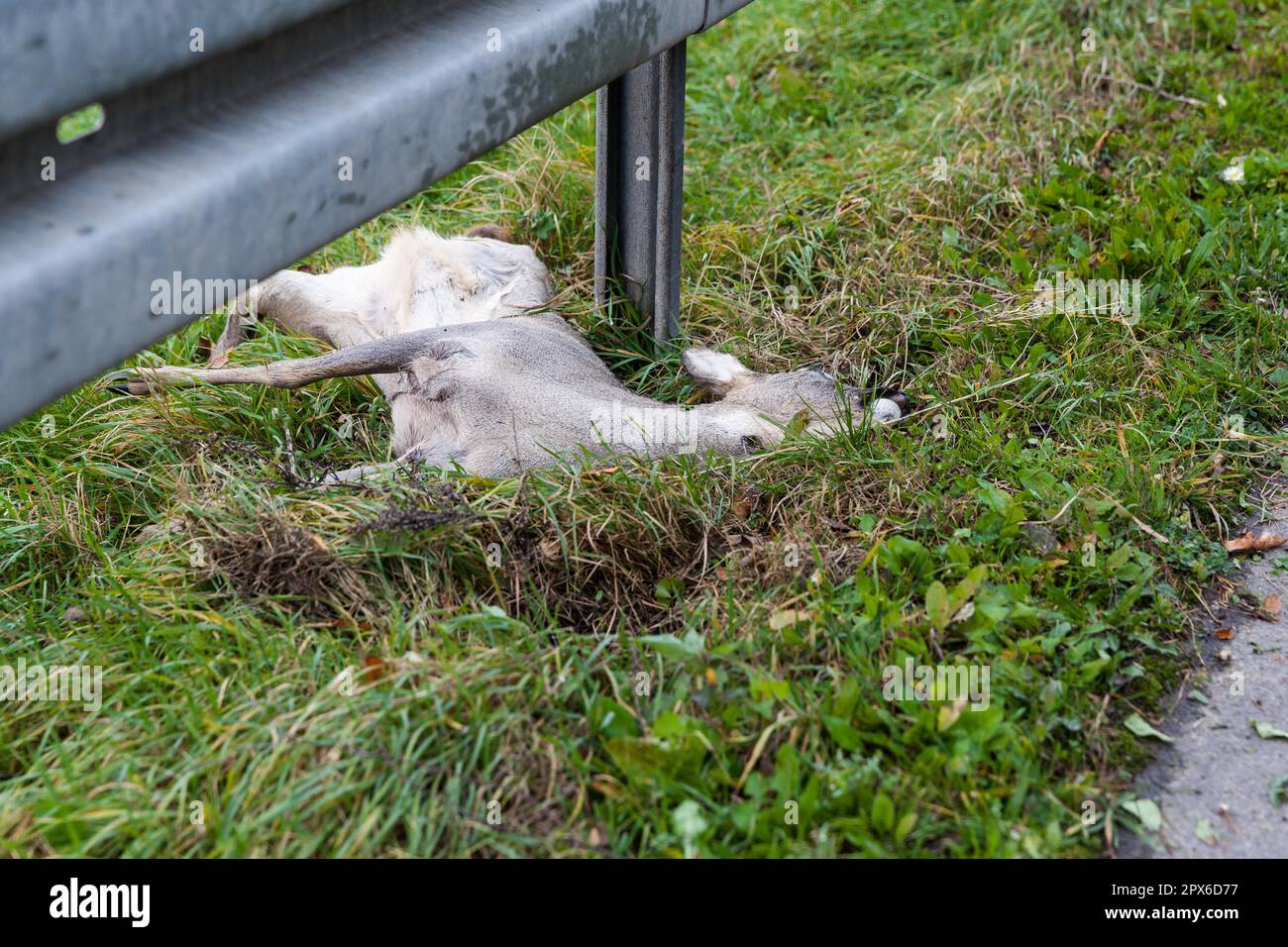 Game accident dead animal roe deer Stock Photo - Alamy