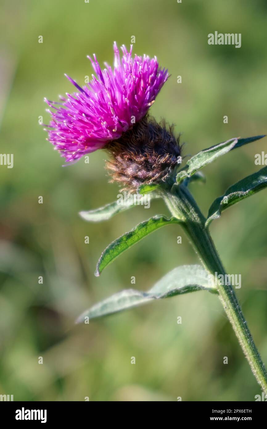 Common Knapweed (Centaurea nigra Stock Photo - Alamy