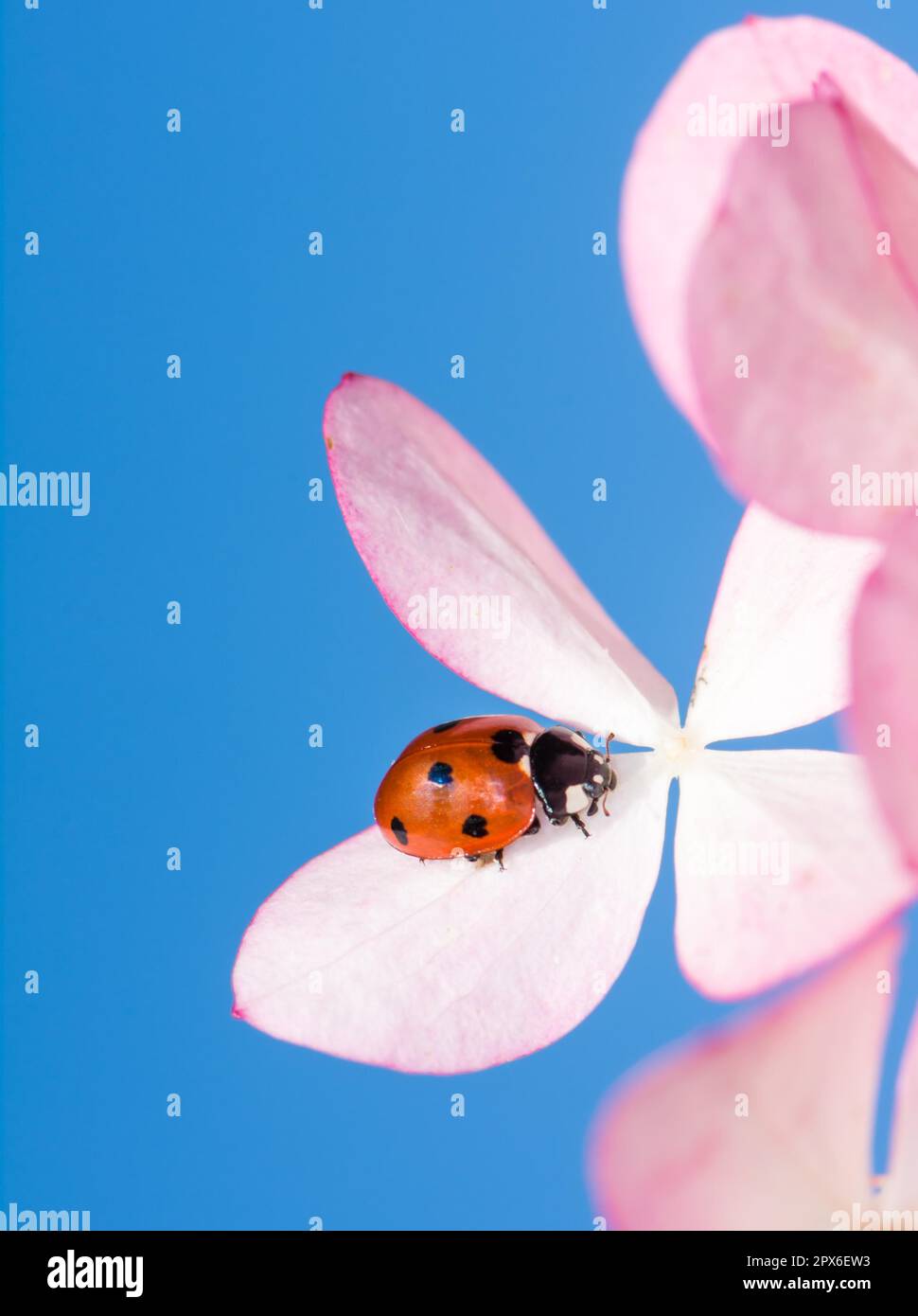 Pink ladybug hi-res stock photography and images - Alamy