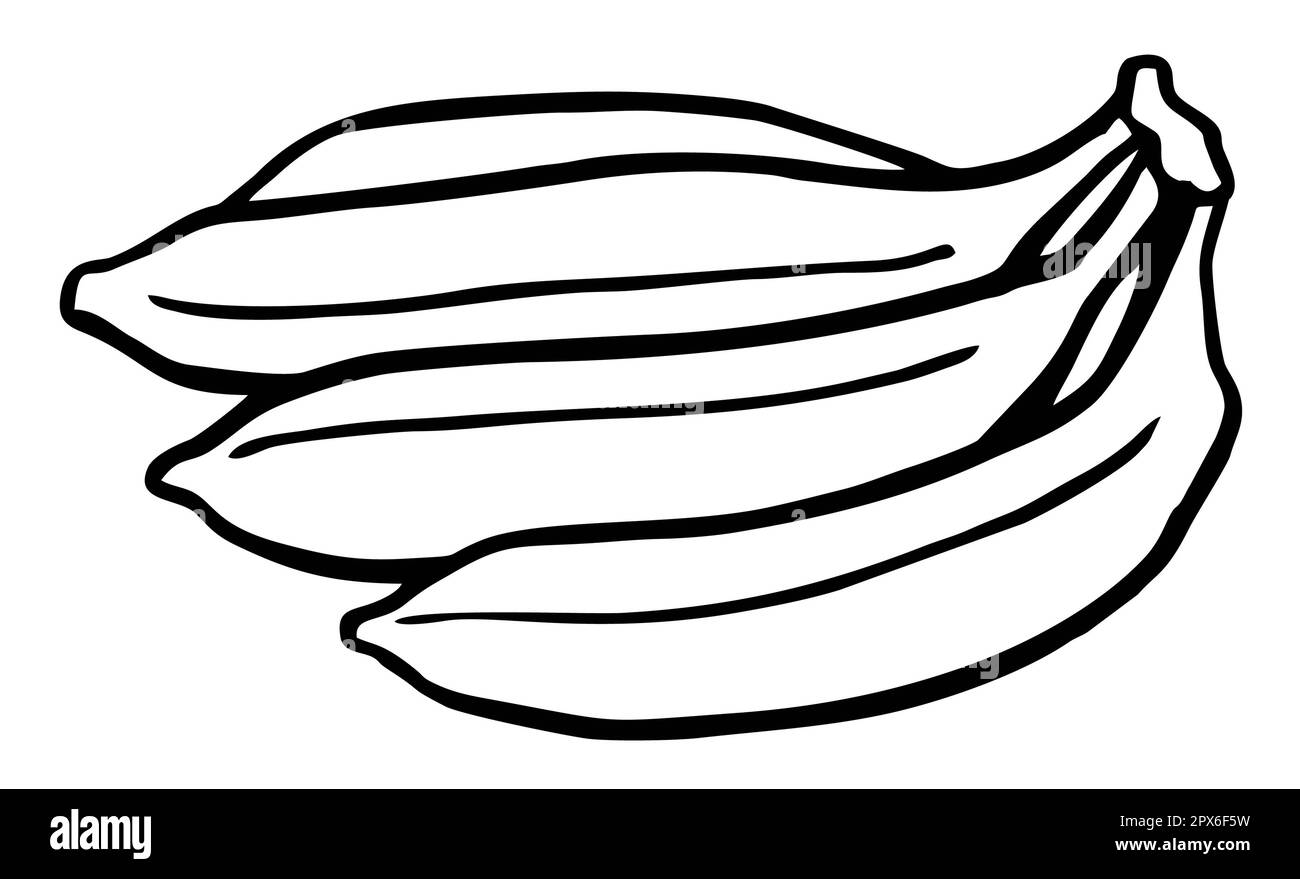 bananas line art, hand draw sketch, black and white illustration of tropical fruit, banana ...