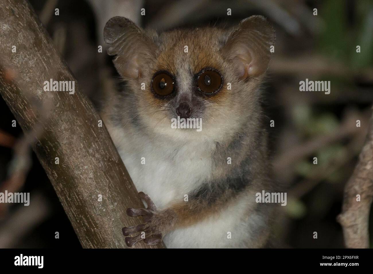 Mouse macaw (Microcebus murinus), Berenty, Madagascar Stock Photo - Alamy