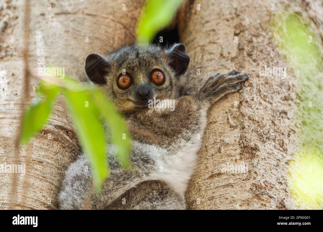 Greater weasel maki (Lepilemur mustelinus), Berenty, Madagascar Stock ...