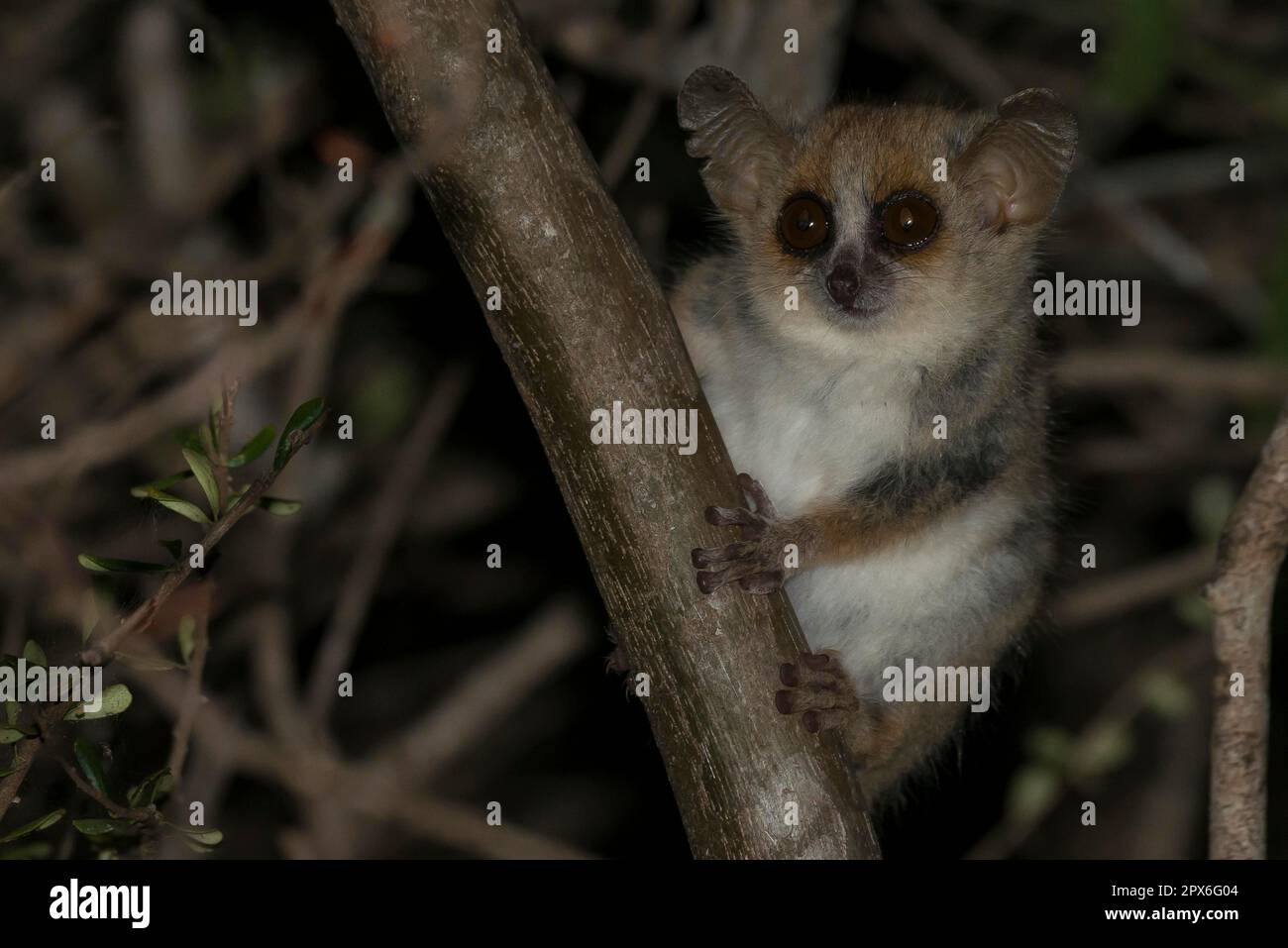 Microcebus murinus hi-res stock photography and images - Alamy