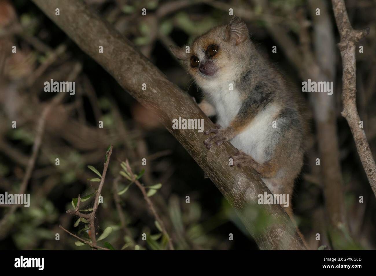 Mouse macaw (Microcebus murinus), Berenty, Madagascar Stock Photo - Alamy