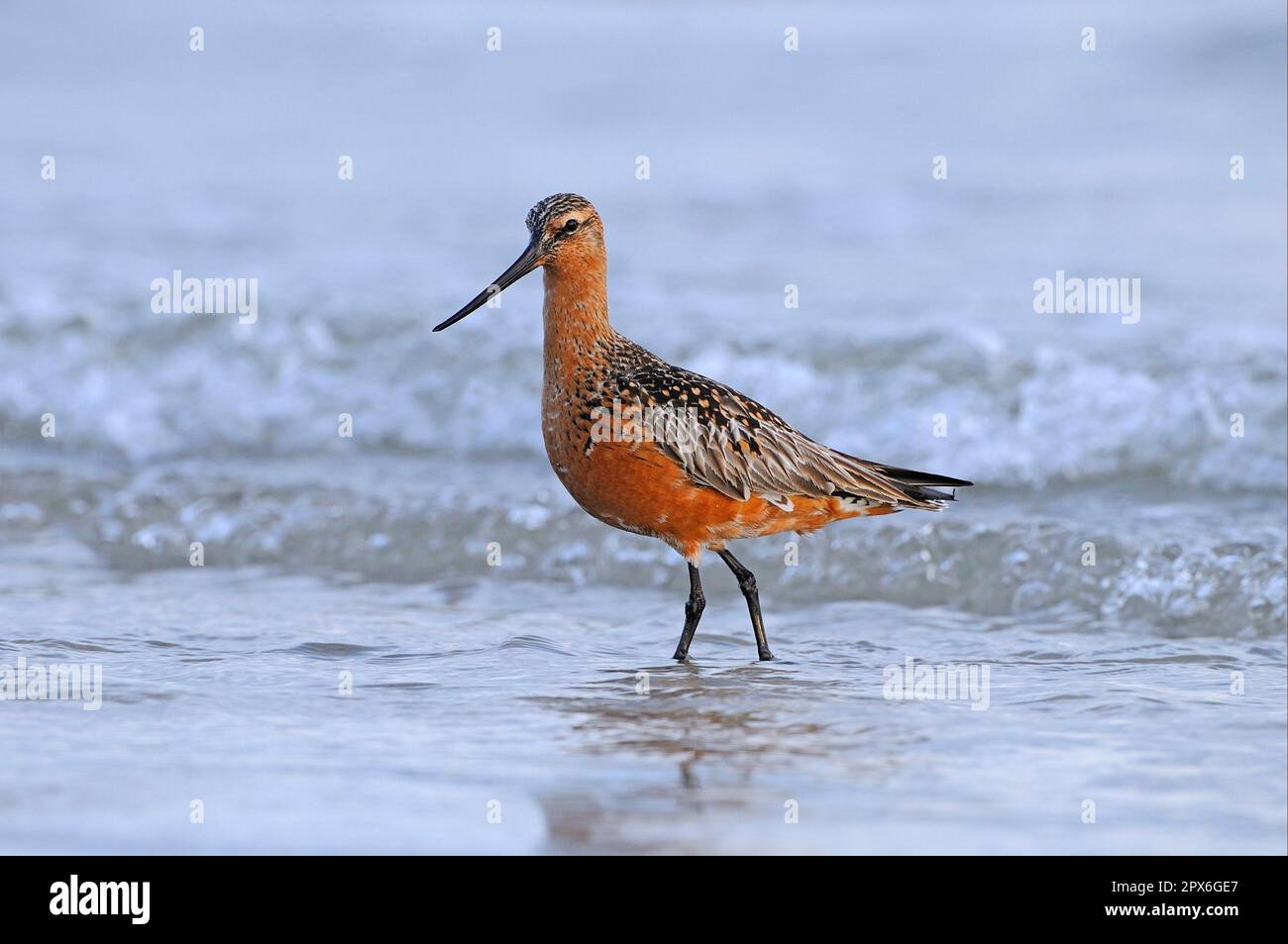 Bar-tailed godwit (Limosa lapponica) adult male, breeding plumage ...