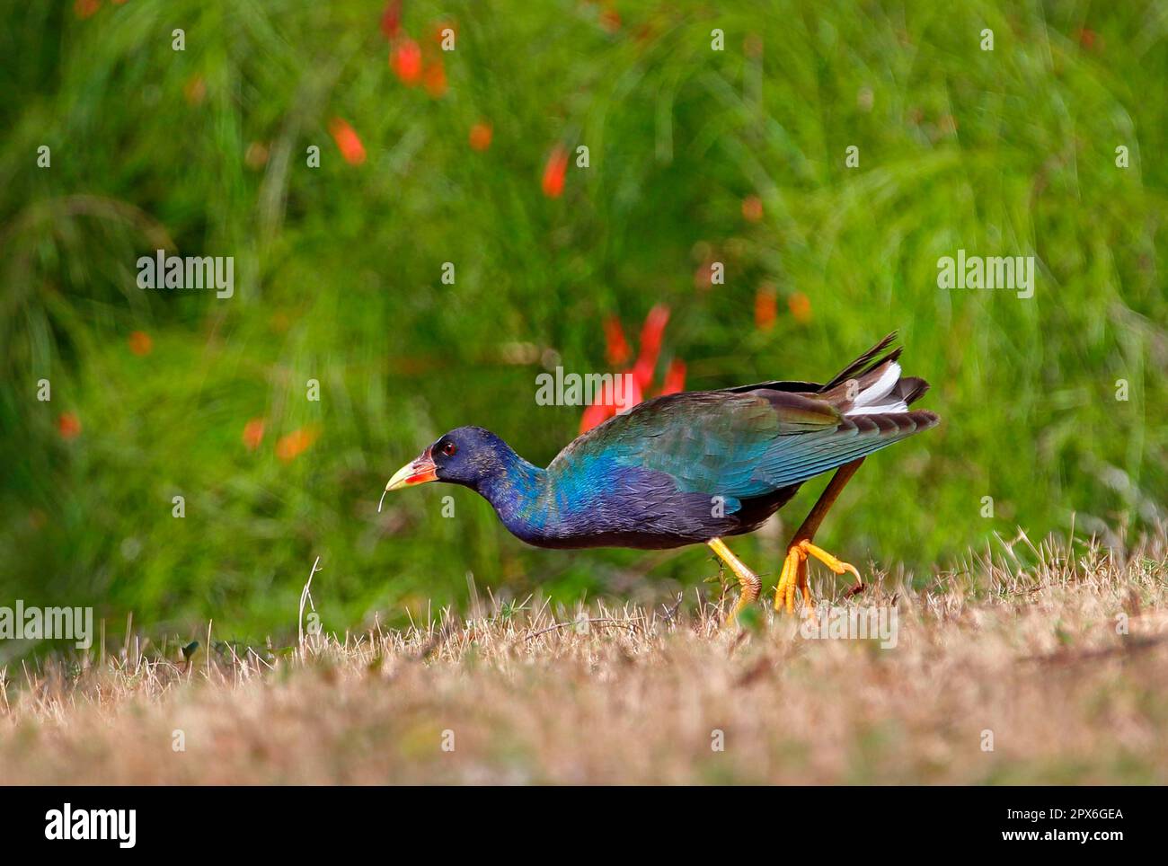 Porphyrula martinica, american purple gallinule (Porphyrio martinicus ...