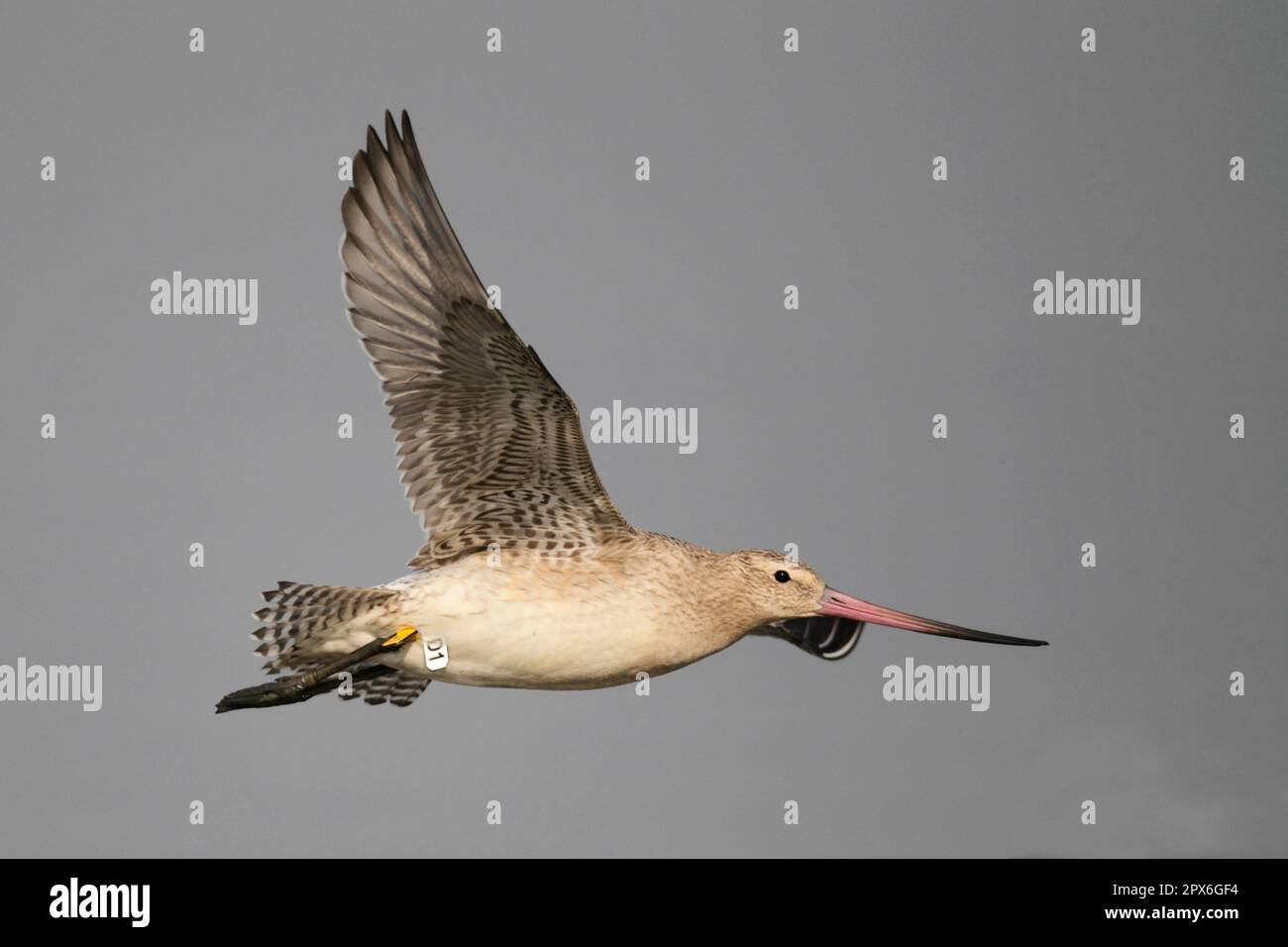Bar-tailed godwit (Limosa lapponica) adult, non-breeding plumage, in ...