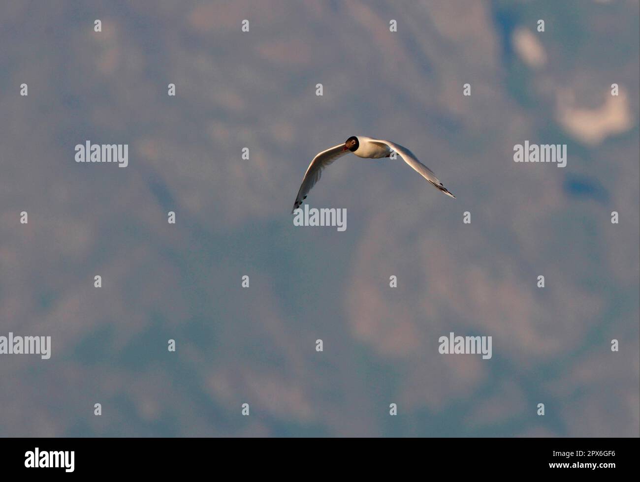 Relict gull ichthyaetus relictus adult hi-res stock photography and ...