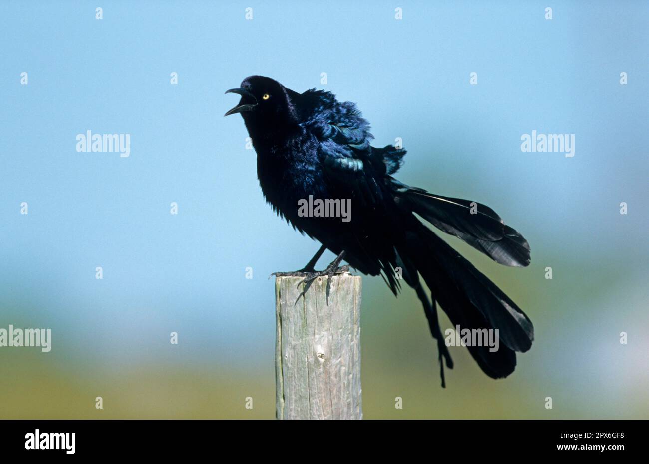 Great-tailed grackle (Quiscalus mexicanus), adult male, exhibiting ...