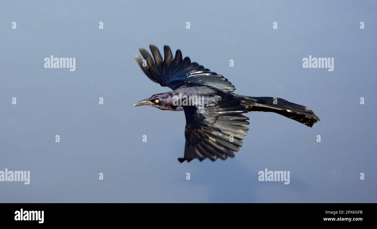 Boat Tailed Grackle Flying