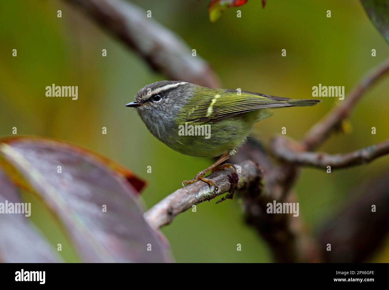 Grey-throated Warbler, songbirds, animals, birds, Ashy-throated Warbler ...