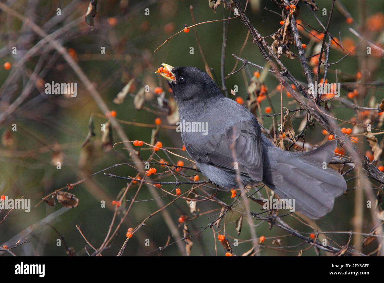 Sichuan Jay (Perisoreus internigrans), adult, feeding on berries, near ...