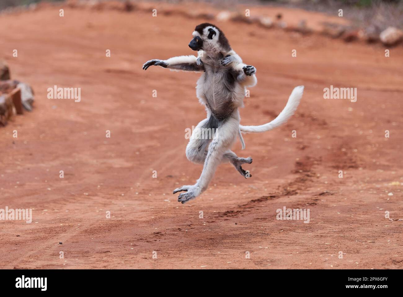 Sifaka madagascar jump hi-res stock photography and images - Alamy