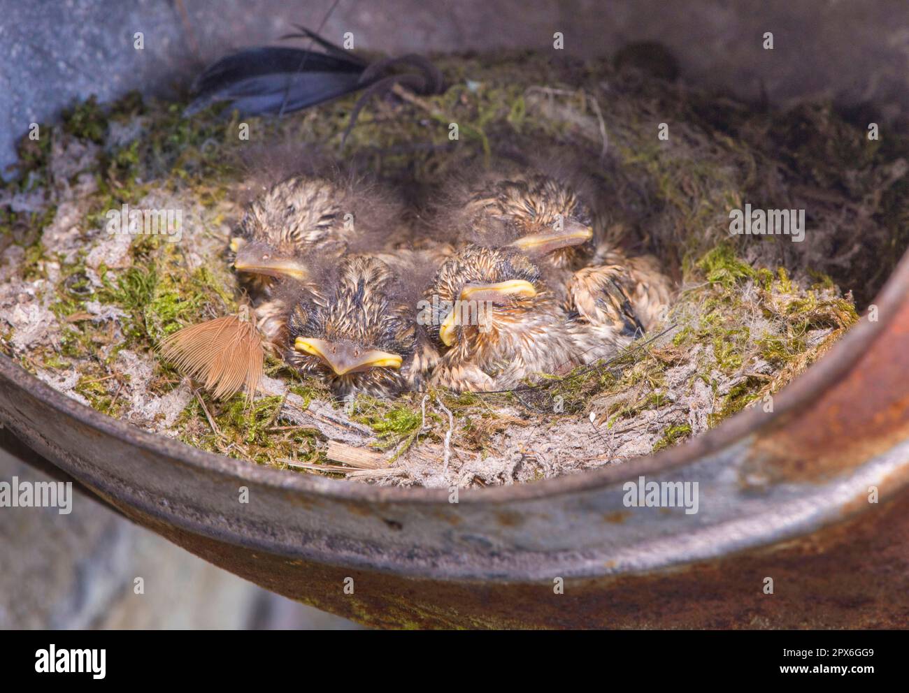 Spotted flycatcher (Muscicapa striata) chicks sitting at the nest in an ...