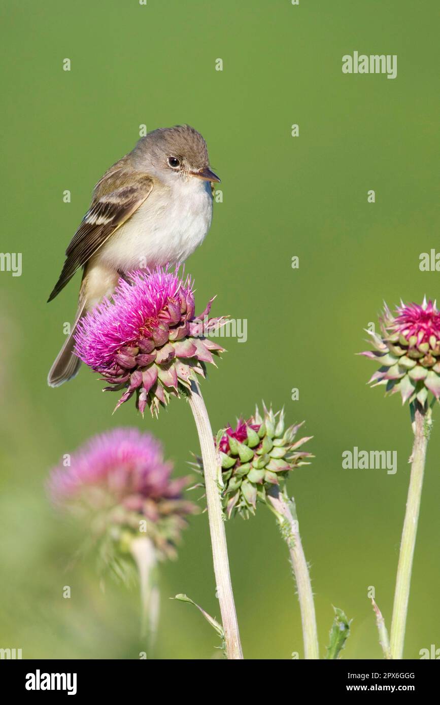 Willow Flycatcher (Empidonax traillii) adult, perched on thistle (U.) S ...