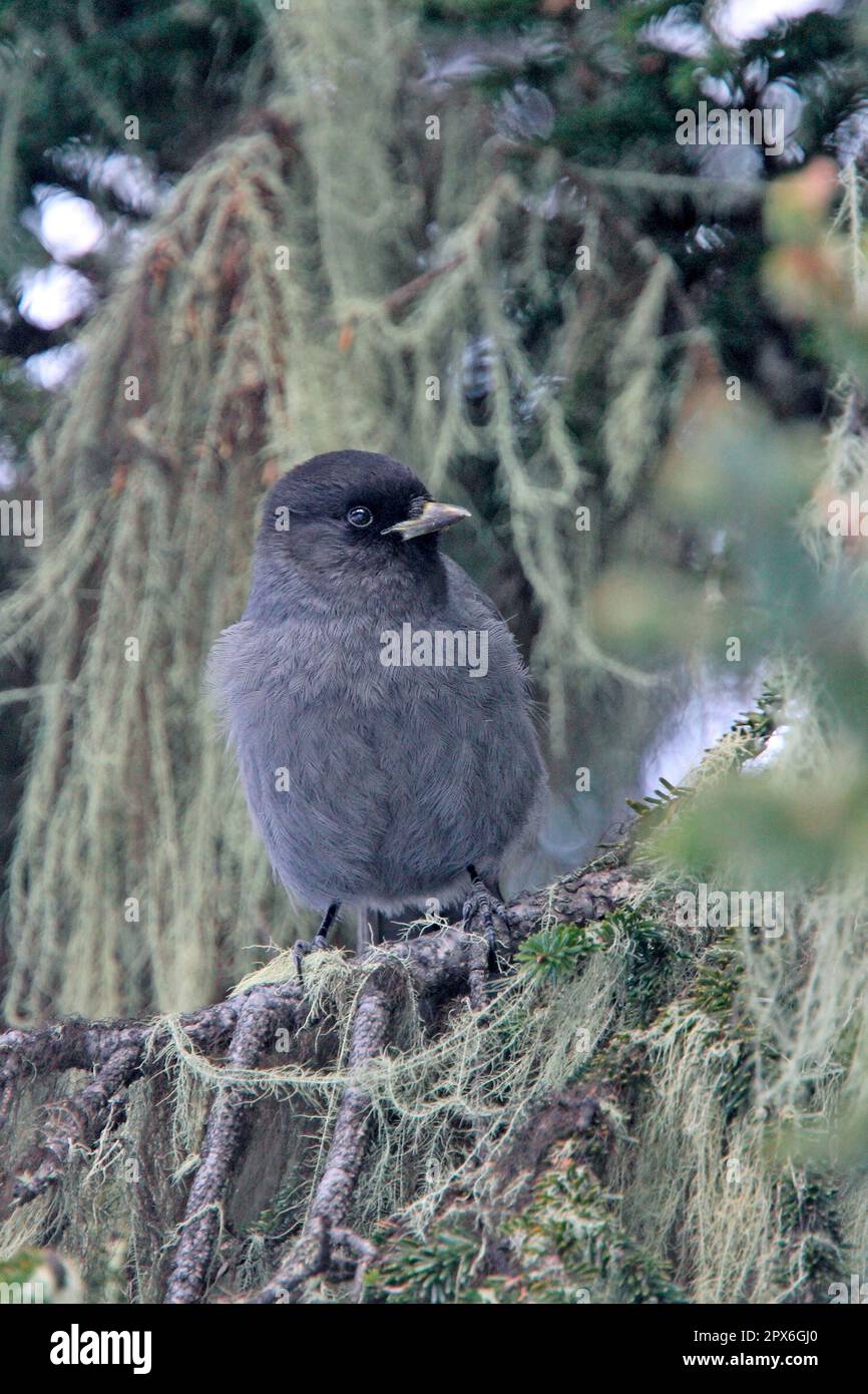 Sichuan Jay (Perisoreus internigrans), adult, on a branch in spruce ...