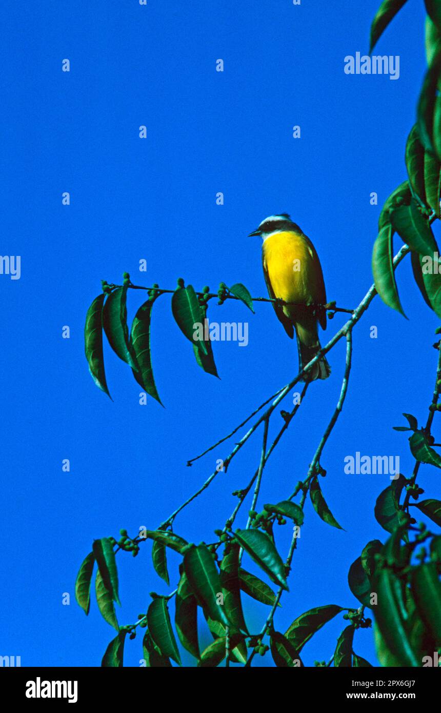 Social flycatcher (Myiozetetes similis), Red-crowned Masked Flycatcher ...