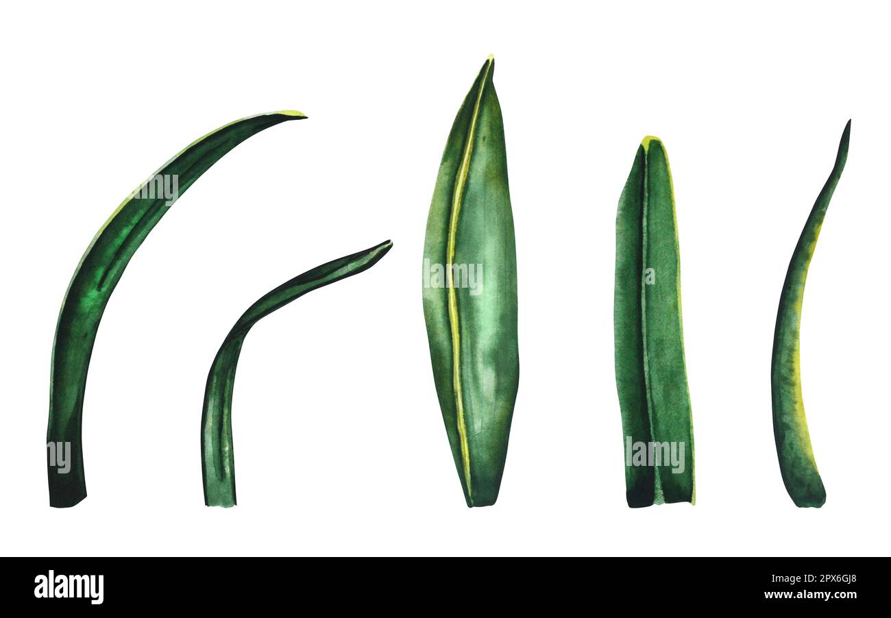 Watercolor snowdrop leaves. Foliage botanical illustration. Watercolor ...