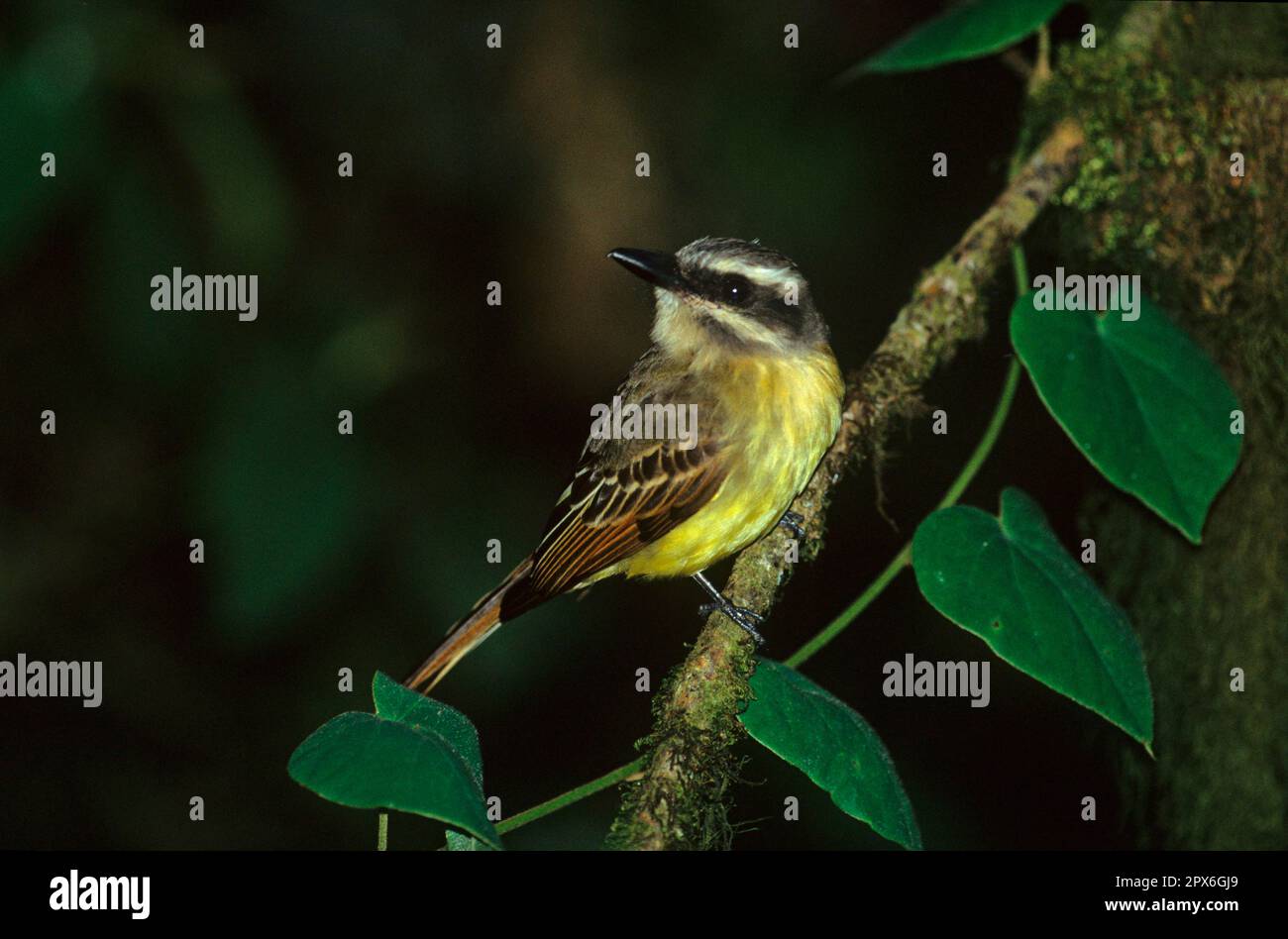 Streaked Flycatcher (Myiodynastes maculatus) Perched, N Venezuela Stock ...