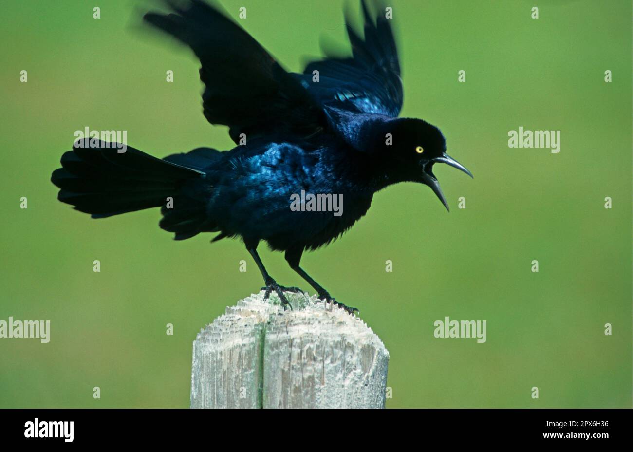 Common Grackle (Quiscalus quiscula) adult male, aggressive display ...