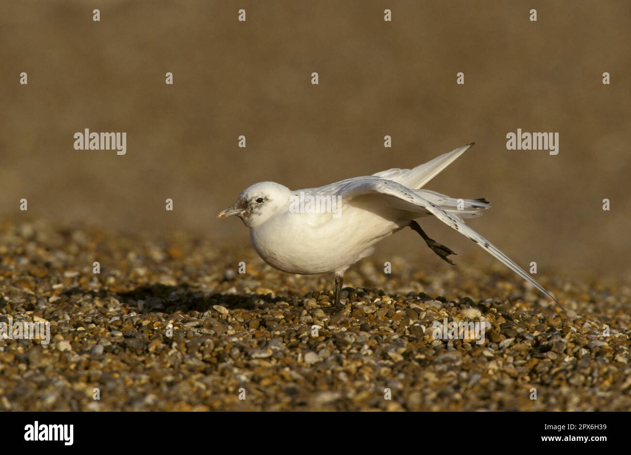 Ivory Gull, ivory gulls (Pagophila eburnea), Gulls, Animals, Birds ...