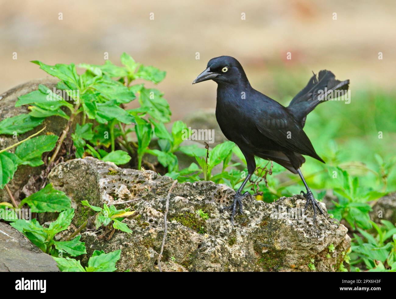 Greater grackle hi-res stock photography and images - Alamy