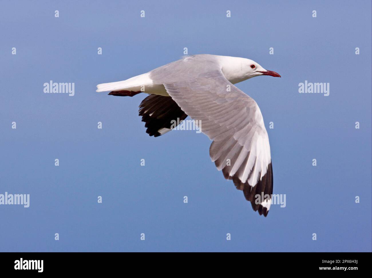 Hartlaub's hartlaub's gull (Chroicocephalus hartlaubii) adult, in ...