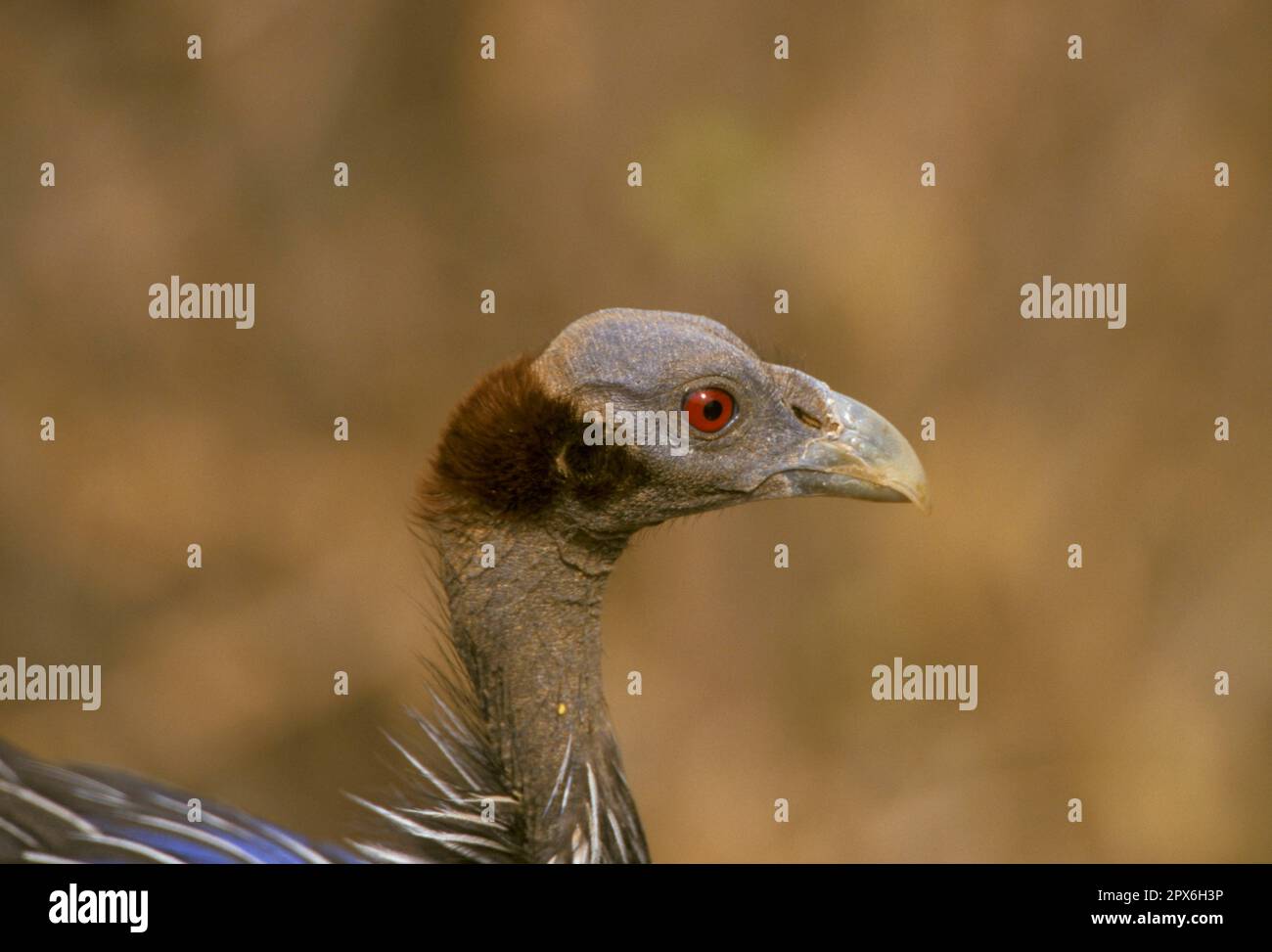 Vulture guinea fowl, vulturine guineafowls (Acryllium vulturinum ...