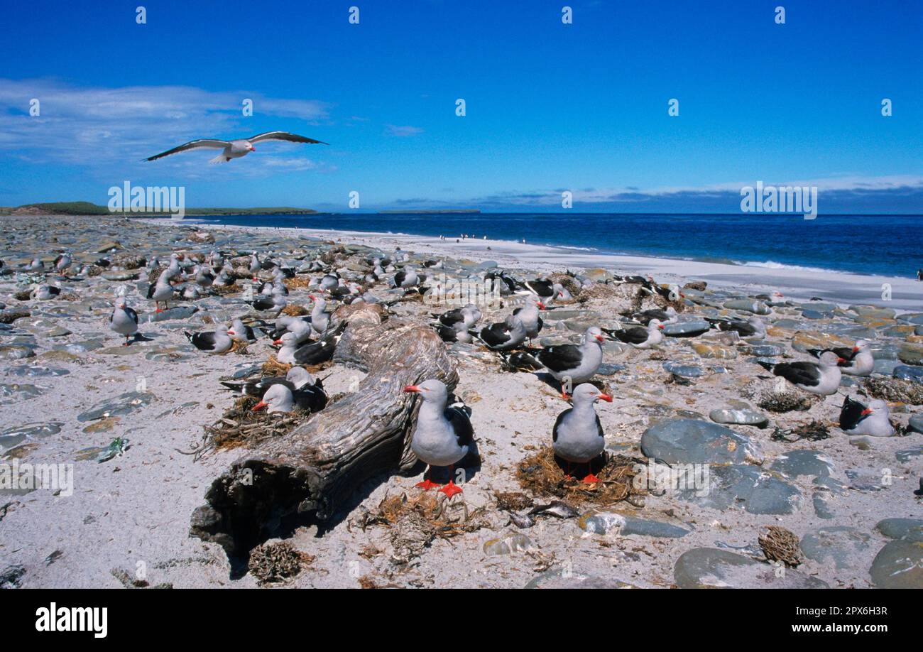 Dolphin gull (Leucophaeus scoresbii) nesting colony, Sea Lion Island ...