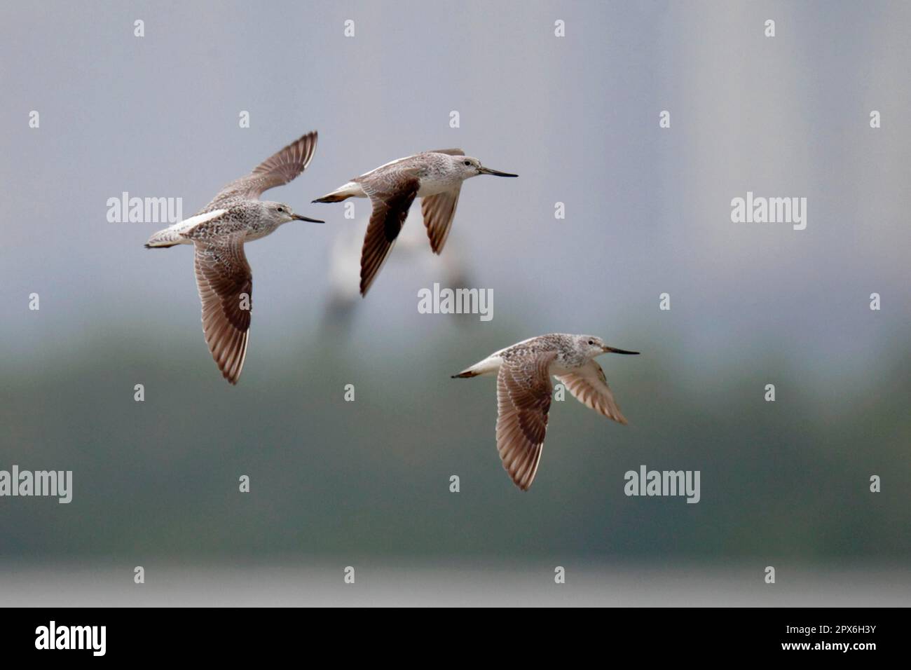 Nordmann's greenshank (Tringa guttifer), Spotted Greenshank, Animals ...