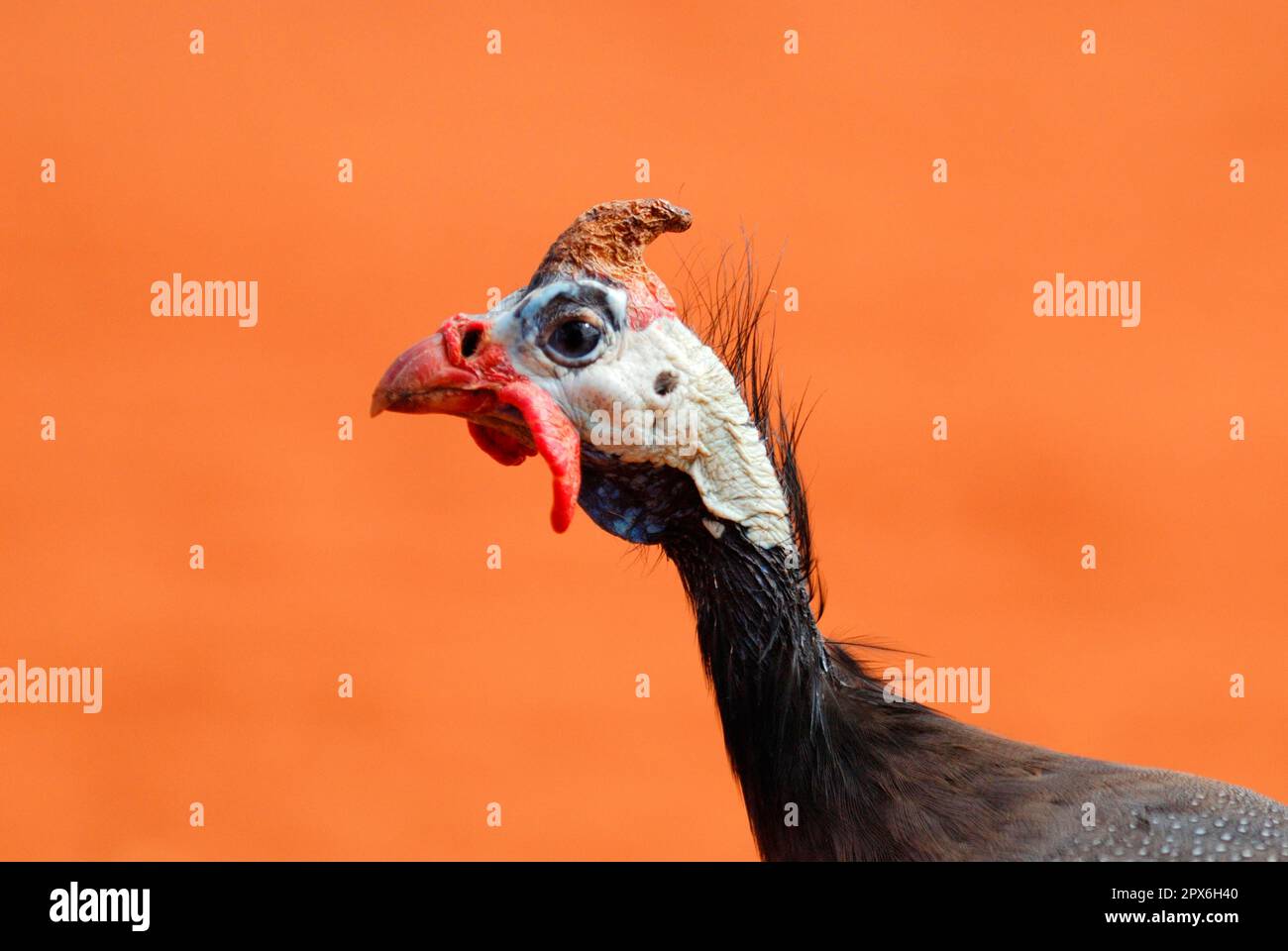 Helmeted Guinea Fowl Helmeted Guinea Fowl Helmeted Guineafowls Numida Meleagris Guinea Fowl